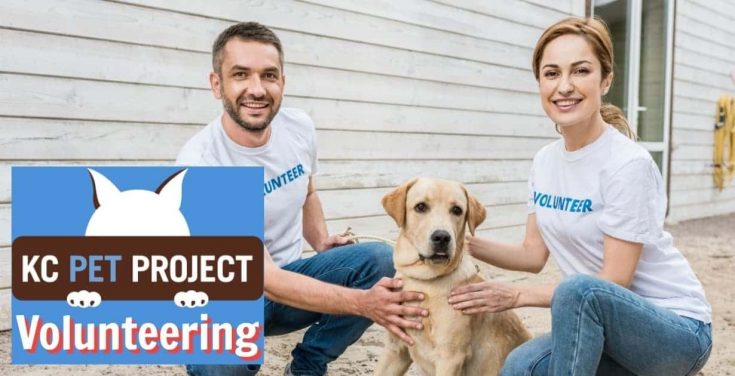 KC Pet Project Volunteering: What to Know – iPetsKC